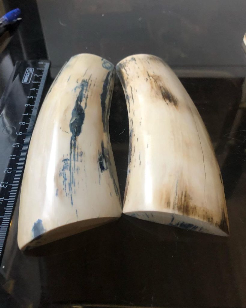 Stabilized Mammoth bark for sale - Stabilized Mammoth Ivory
