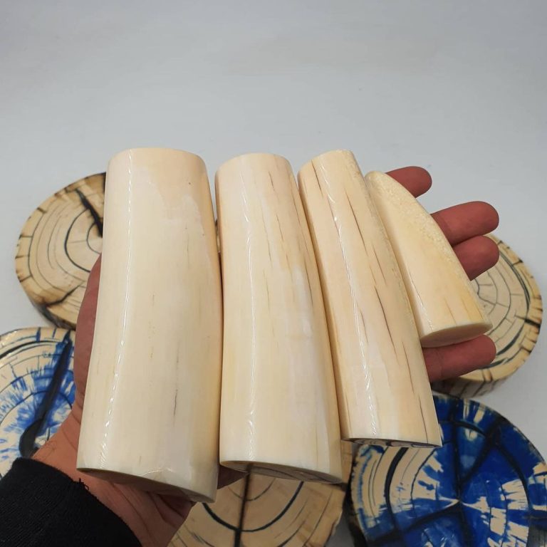 Walrus Tusk - Stabilized Mammoth Ivory
